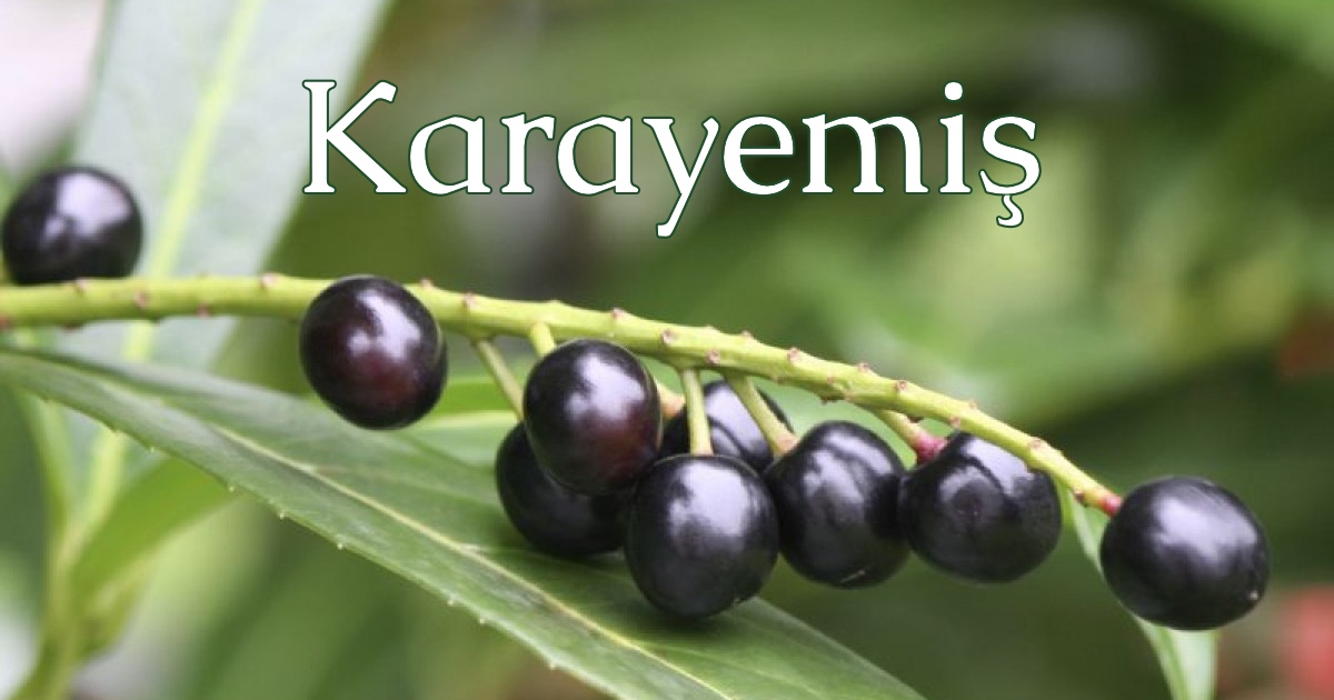 Karayemiş – Mevsimlik
